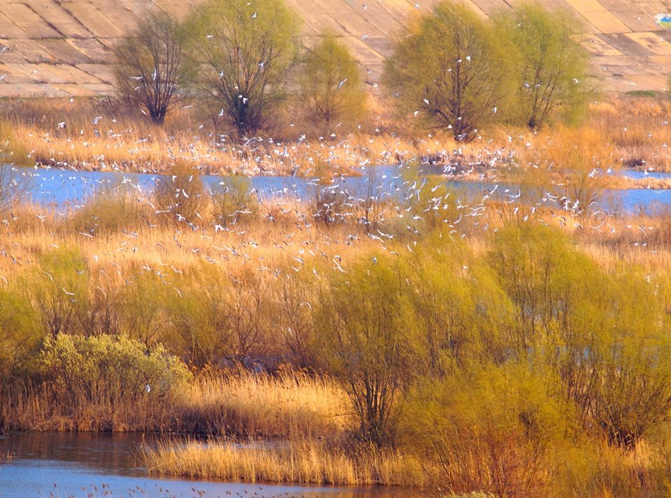 Il Parco Naturale Văcăreşti - un paradiso verde nel cuore di Bucarest ...