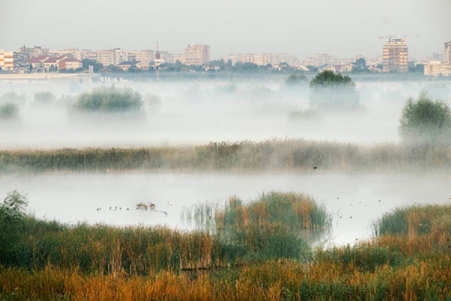 Parcul Natural Văcărești – paradisul din mijlocul Bucureștiului, cel ...