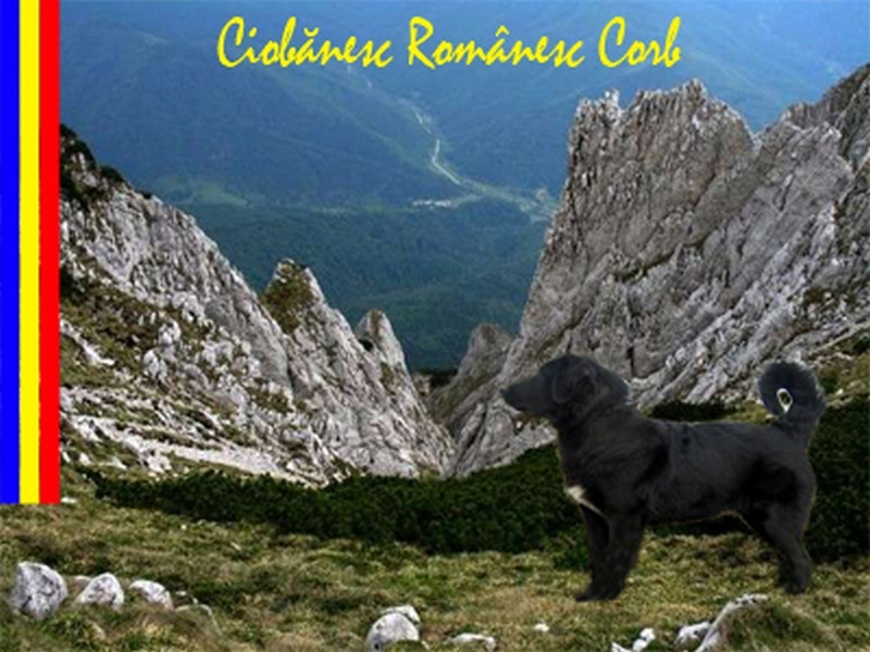 Drumul către succesul al Ciobănescului Românesc - ImperialTransilvania
