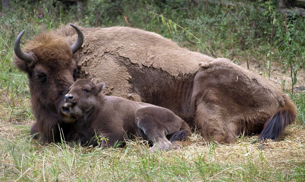 The Bison Reserve in Haţeg - a unique tourist attraction ...